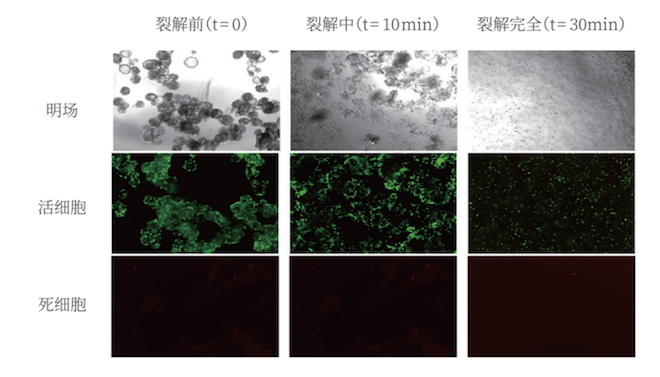 3D TableTrix® 微载体 - 微载体 - 北京博为高科生物科技有限公司